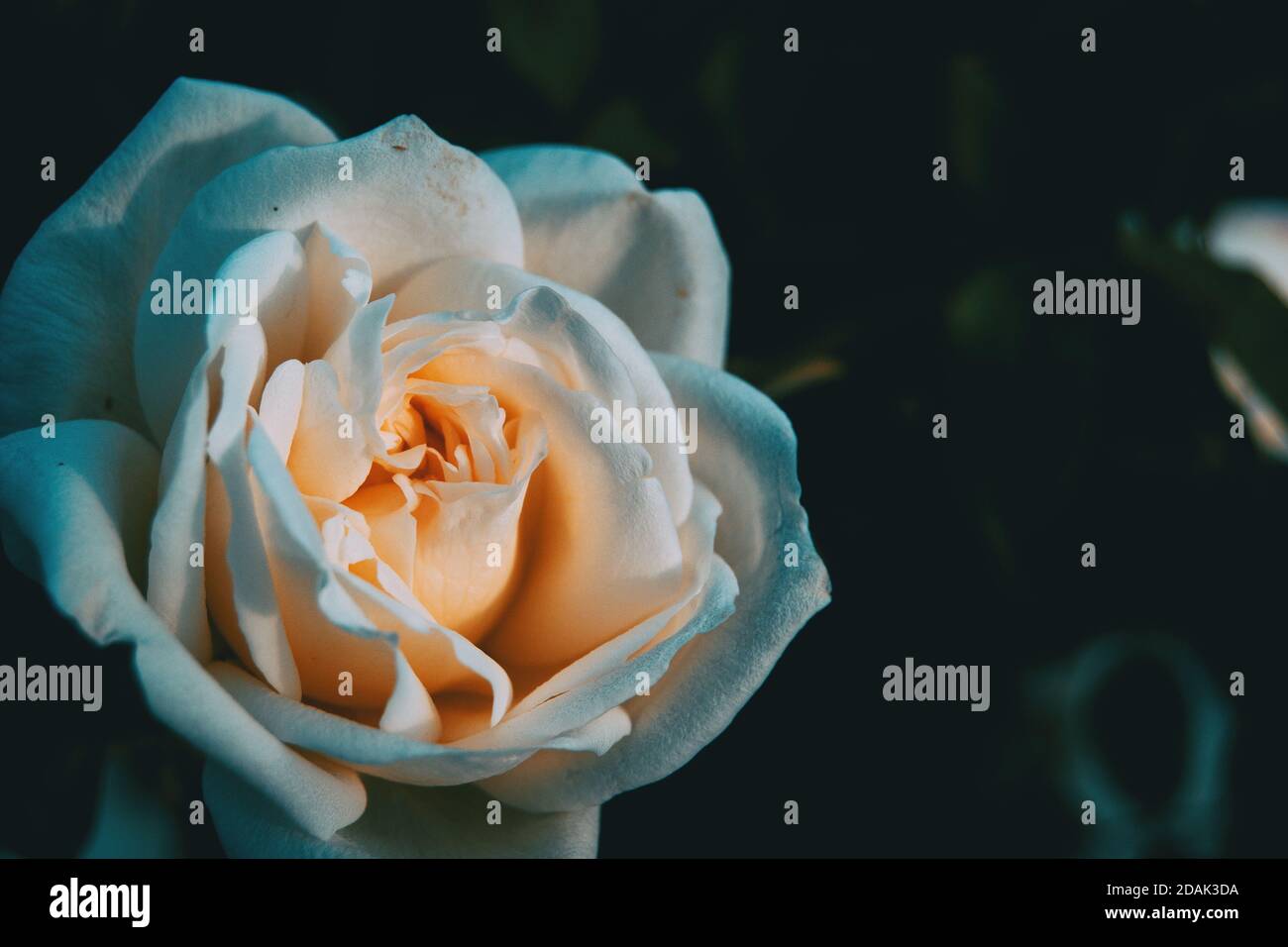Macro of an open white rose on a neutral background Stock Photo - Alamy
