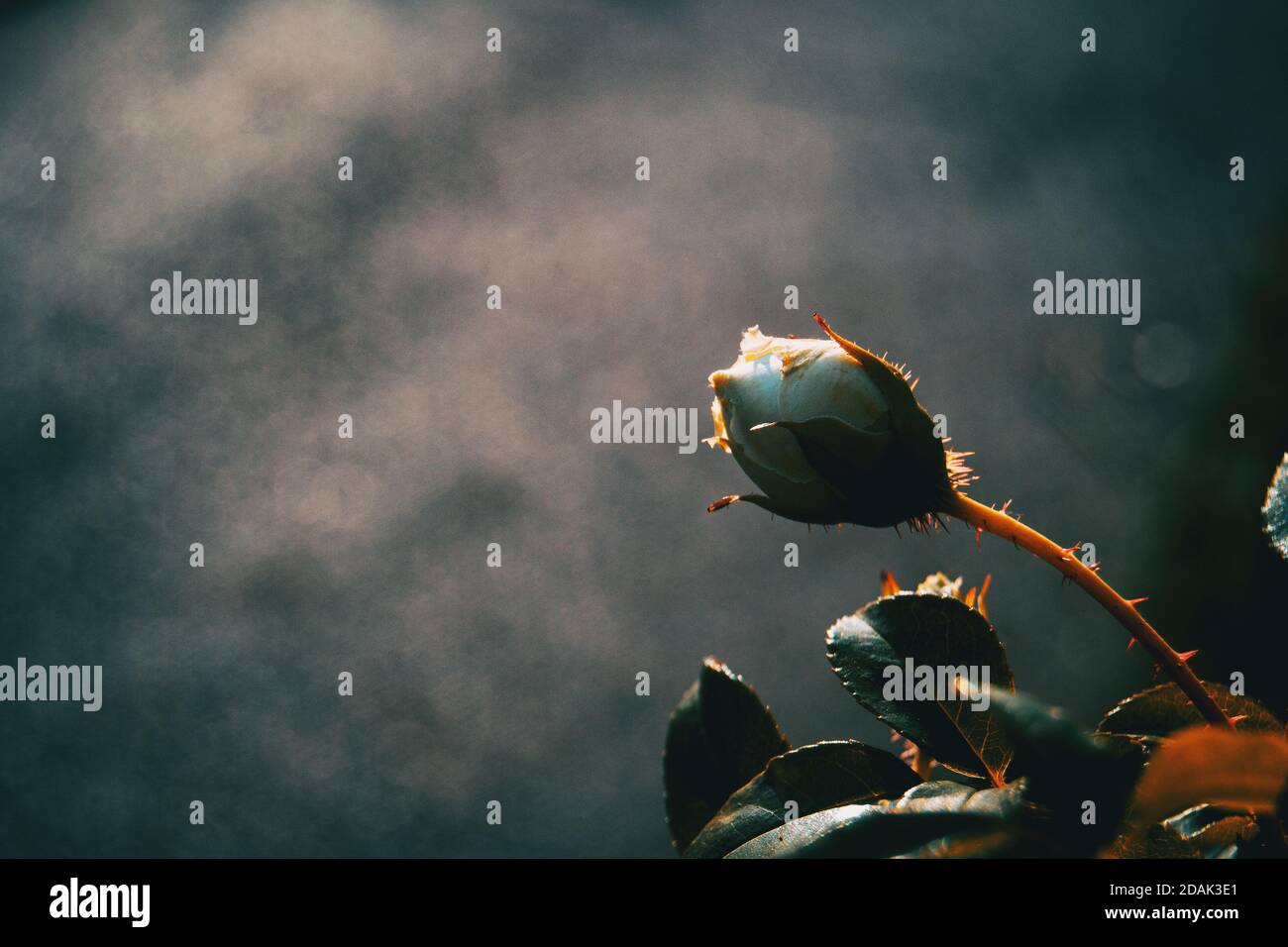 Close-up of an isolated and closed white rose on its back with a spined ...