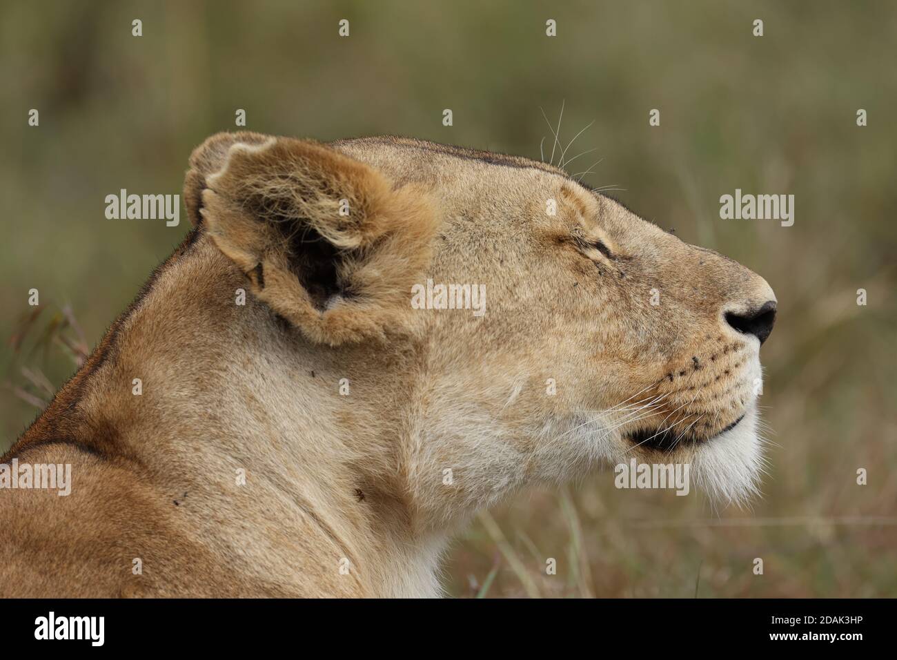 Lioness eyes hi-res stock photography and images - Alamy