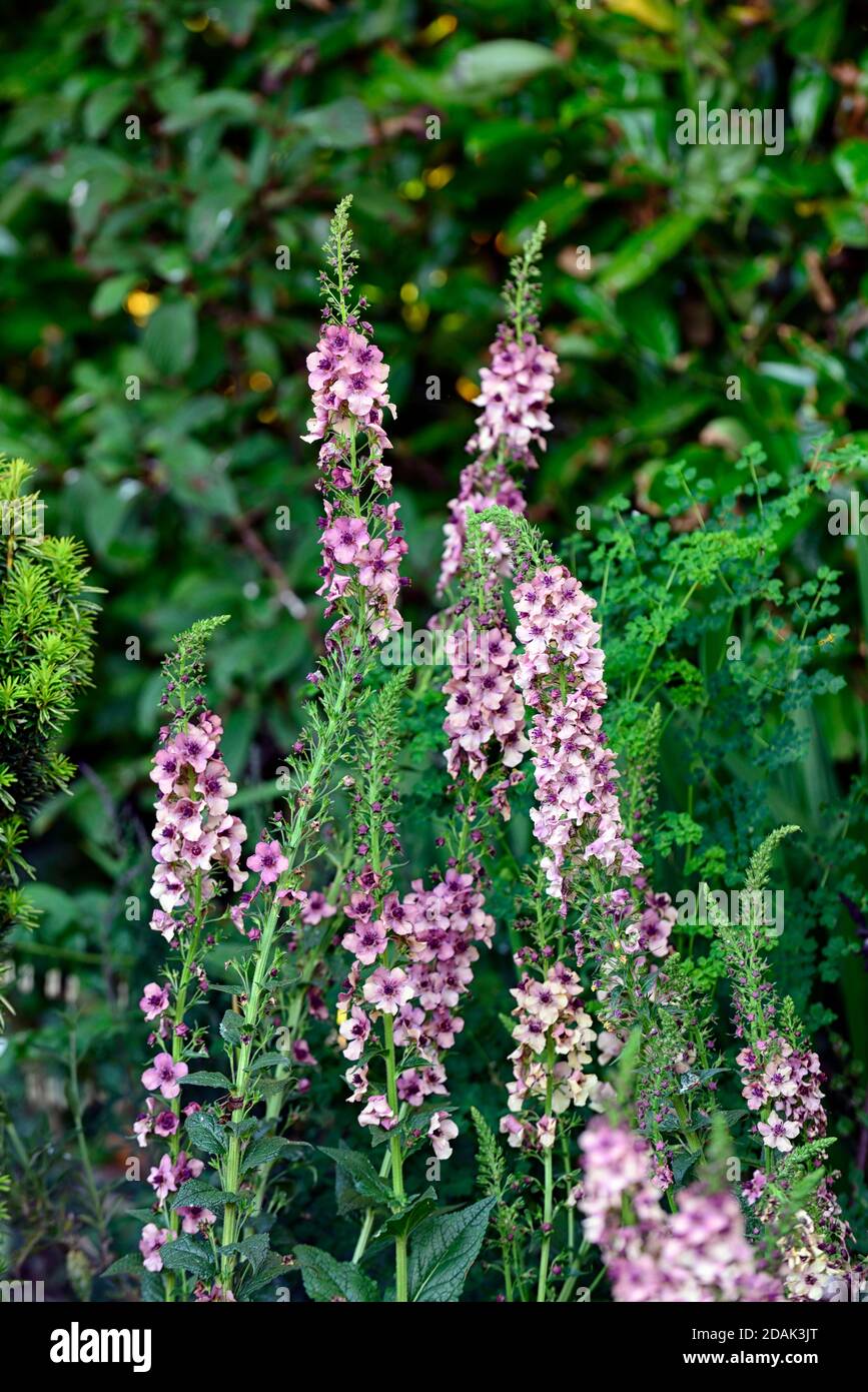 Apricot pink verbascum hi-res stock photography and images - Alamy
