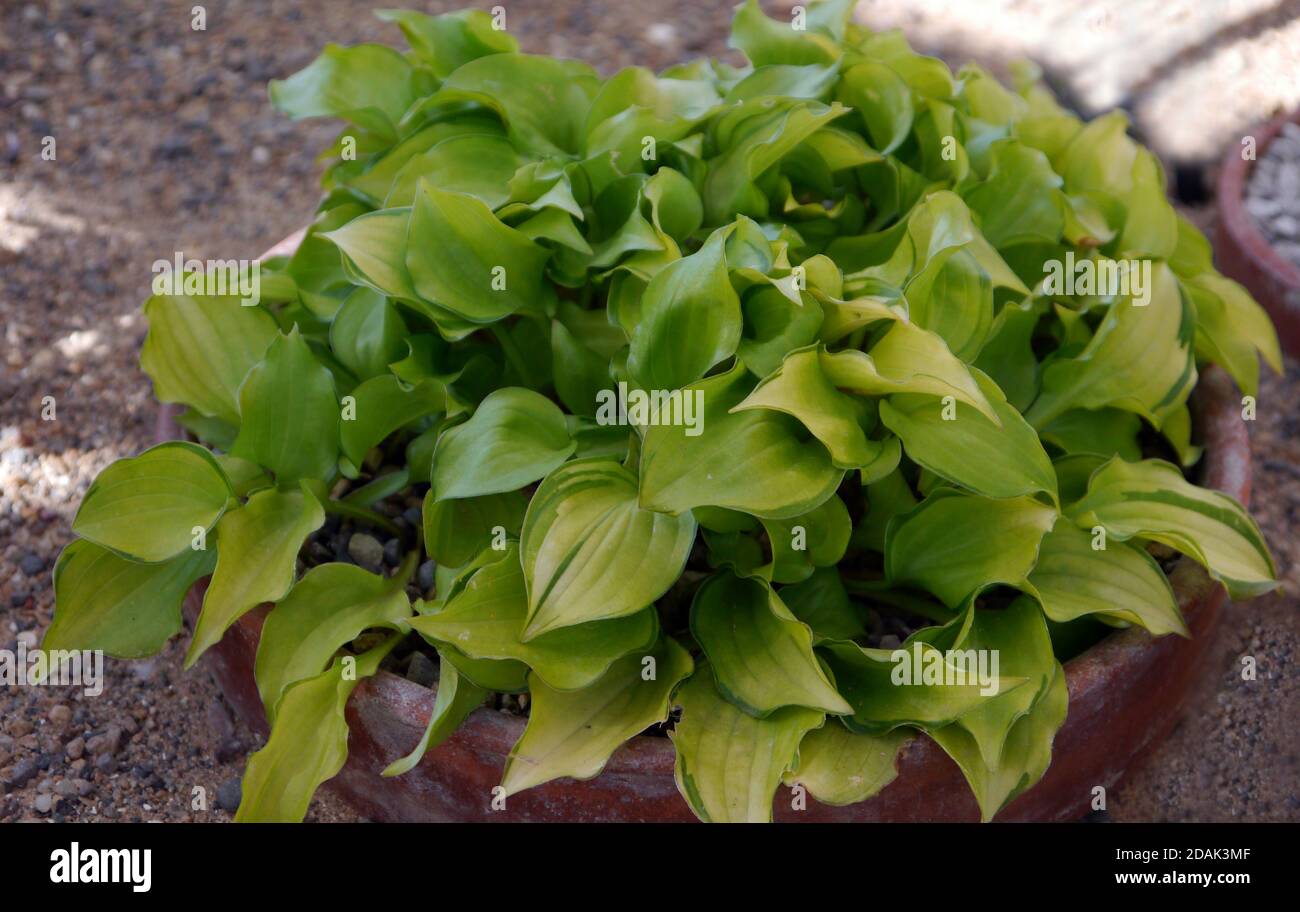 Miniature Hosta (Plantain lily) 'Cracker Crumbs' grown in the Alpine ...