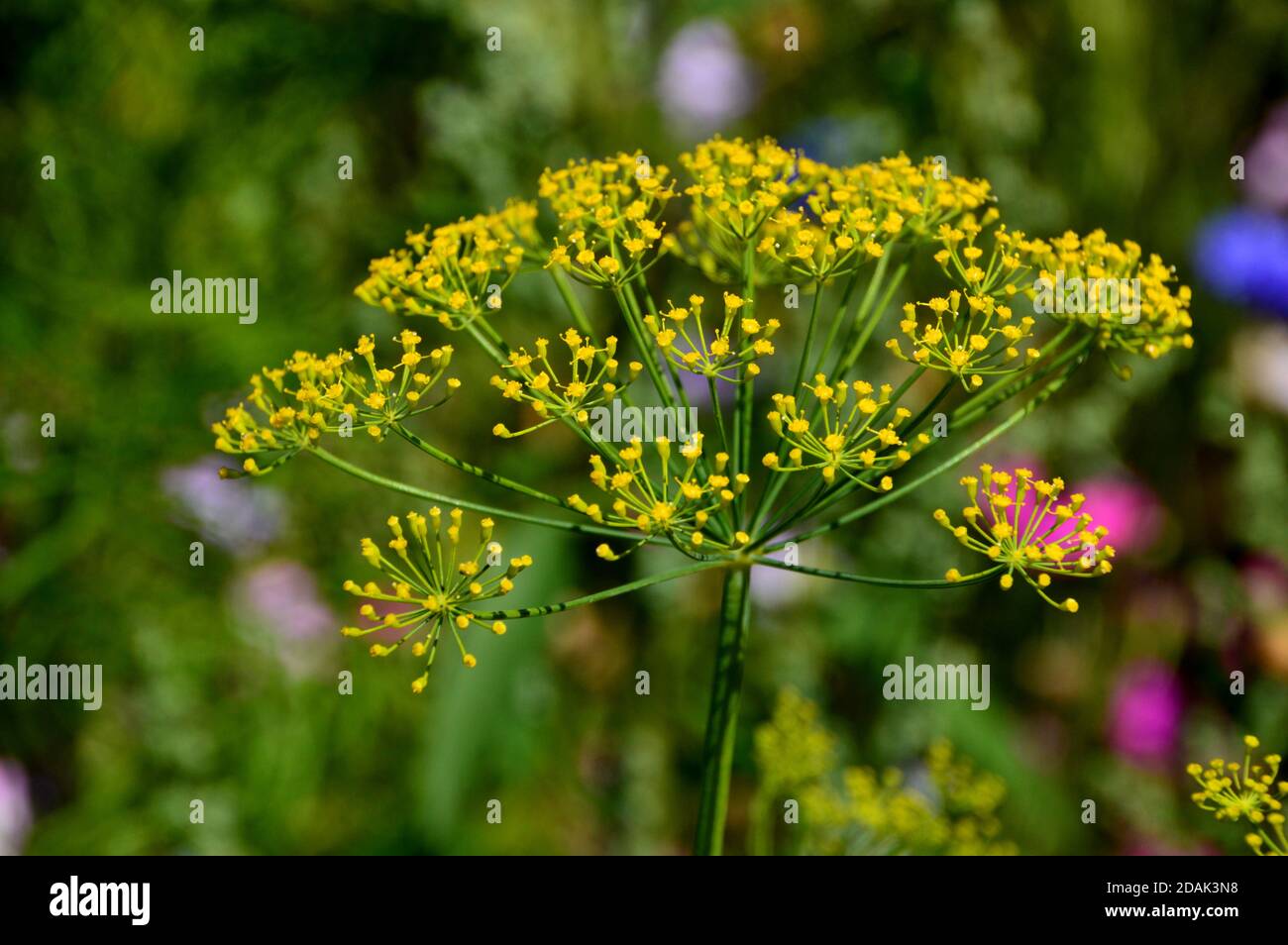 Yellow flowers of apiaceae hi-res stock photography and images - Alamy