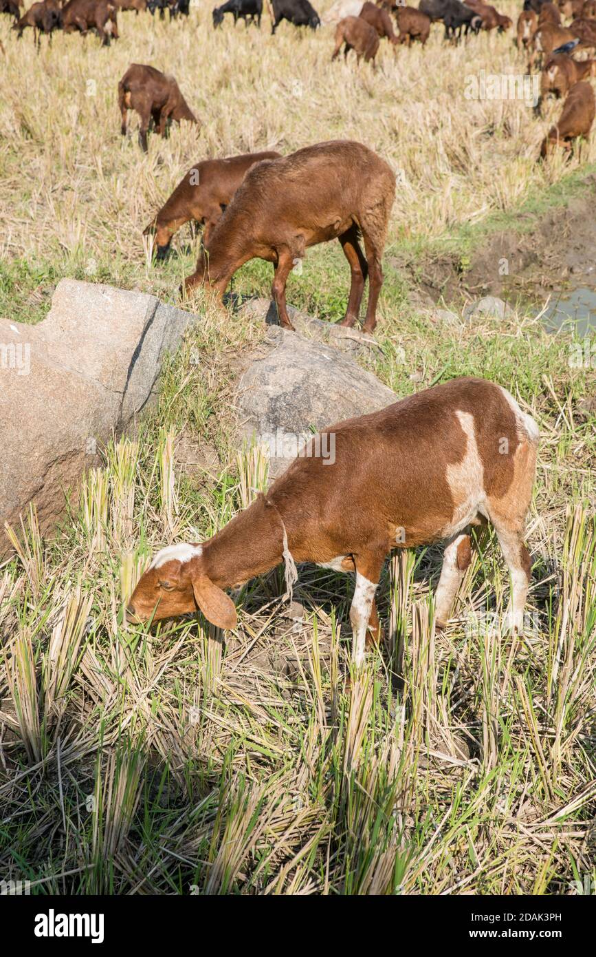 Indian farm animals hi-res stock photography and images - Alamy