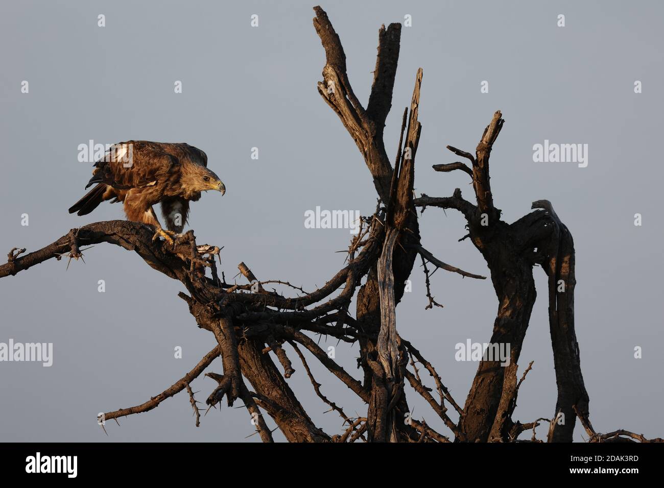 Eagle Eating Prey High Resolution Stock Photography and Images - Alamy