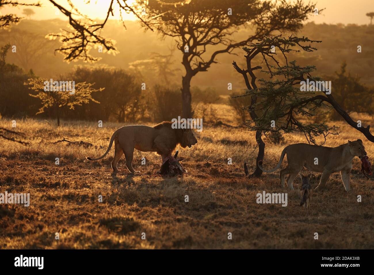 Lioness In Sun High Resolution Stock Photography and Images - Alamy
