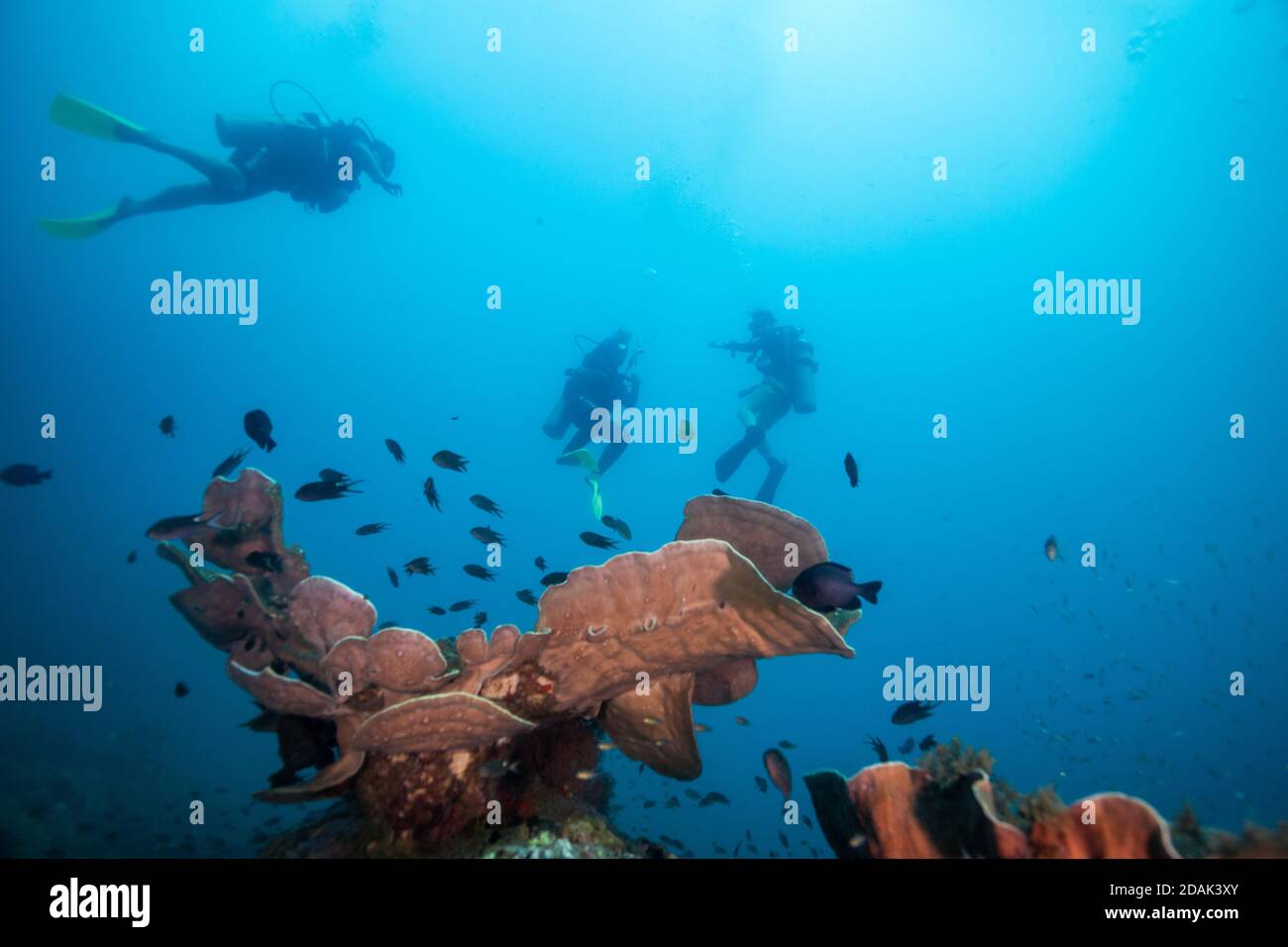 Big coral and divers in the sea Stock Photo - Alamy