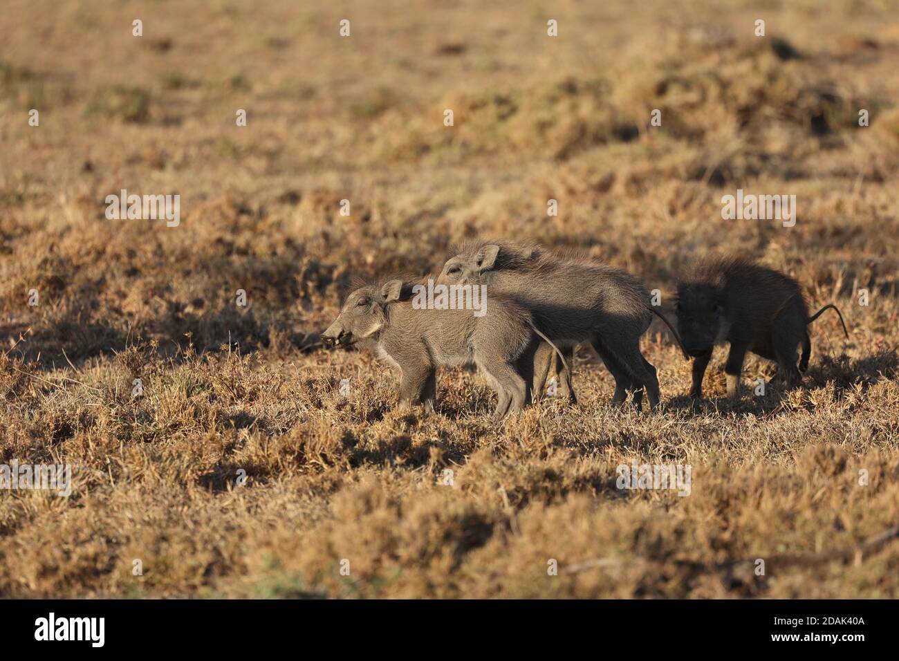 Baby Warthog High Resolution Stock Photography and Images - Alamy
