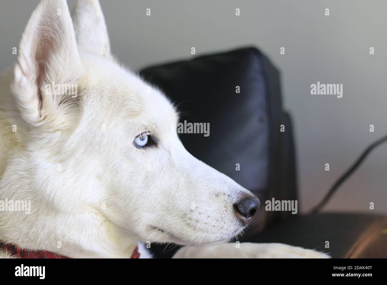 Portrait of gorgeous Siberian Husky dog standing in the bright ...