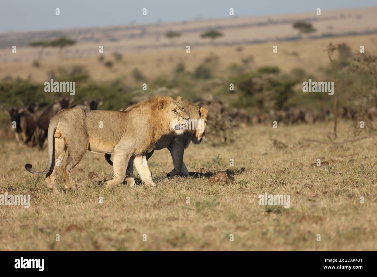 Male lions together hi-res stock photography and images - Alamy