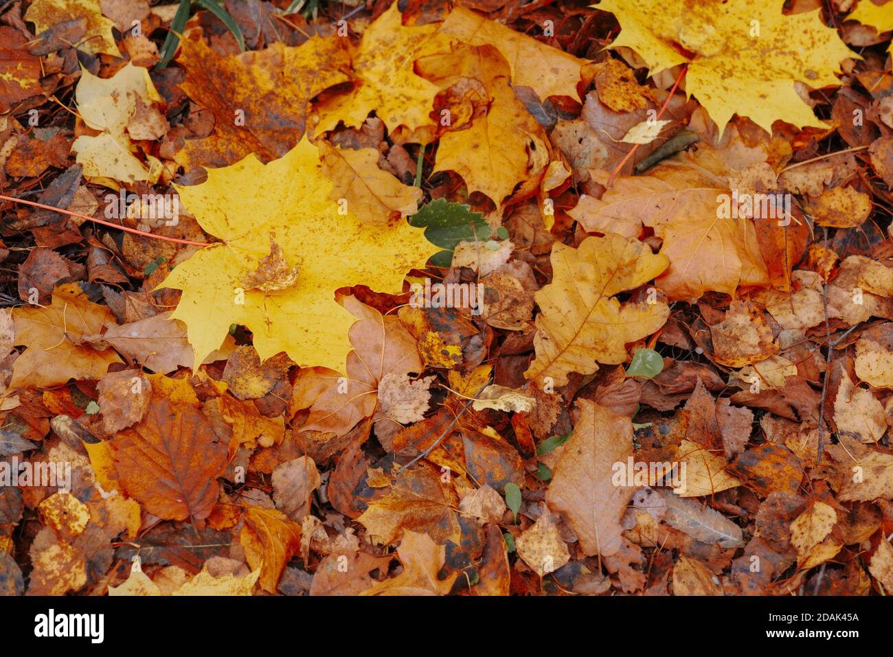 Dry golden maple oak leaves fade autumn background Stock Photo - Alamy