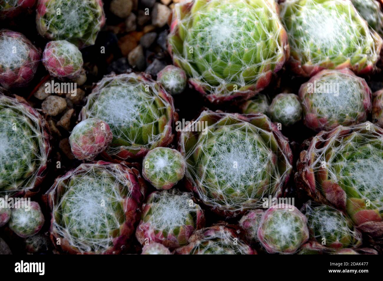 Houseleek Sempervivum 'Kramer's Spinrad' (van der Steen) Plant grown in ...