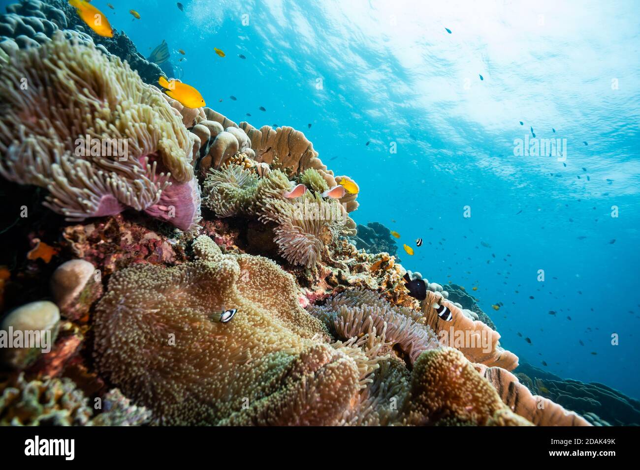 colorful soft coral in the sea Stock Photo - Alamy