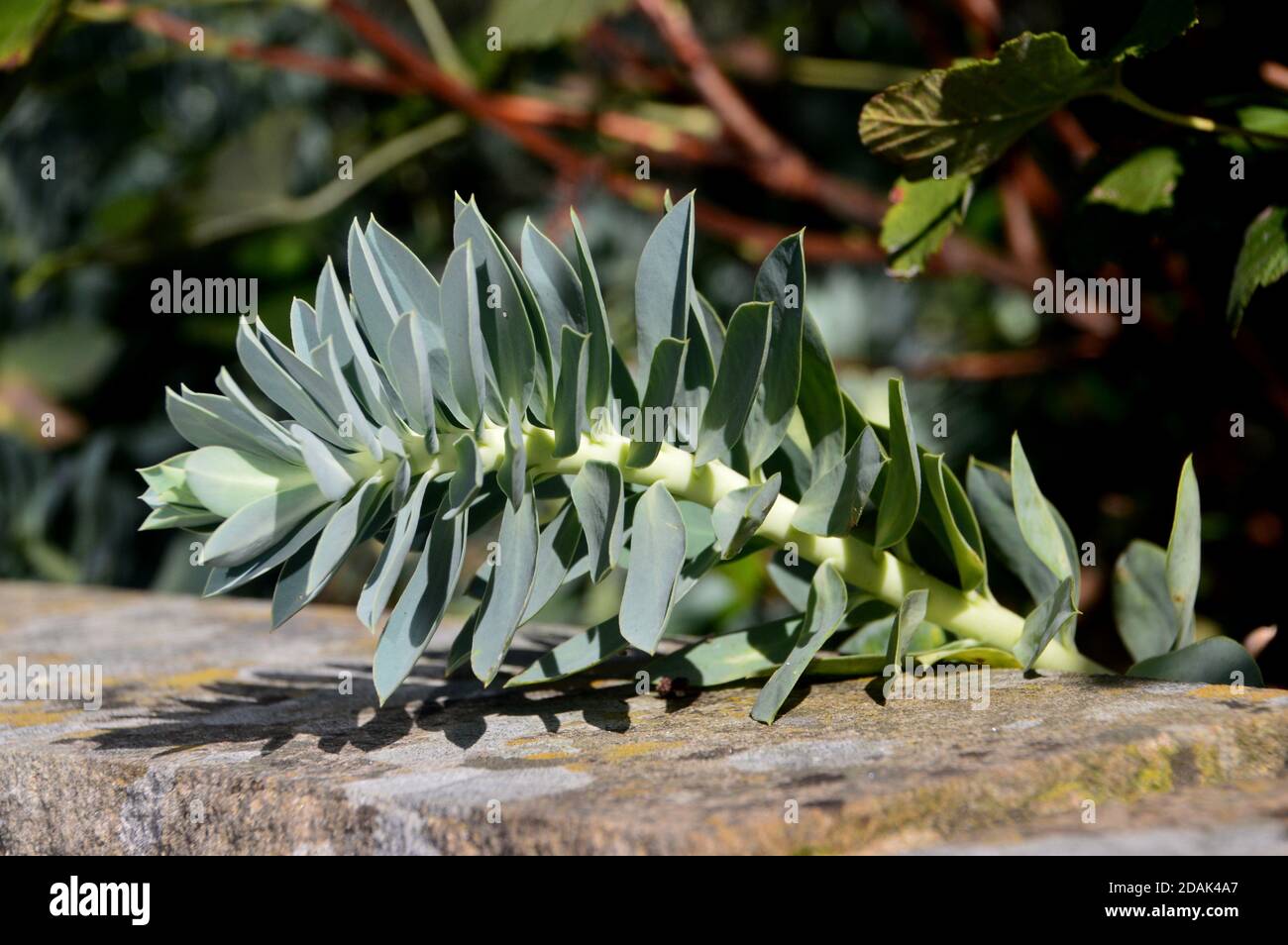 Euphorbia myrsinites (Myrtle spurge) Leaves grown in the Alpine House ...