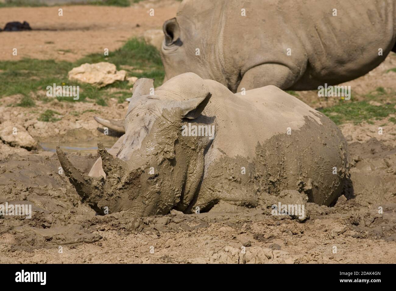 Rhinoceros mud bath hi-res stock photography and images - Alamy