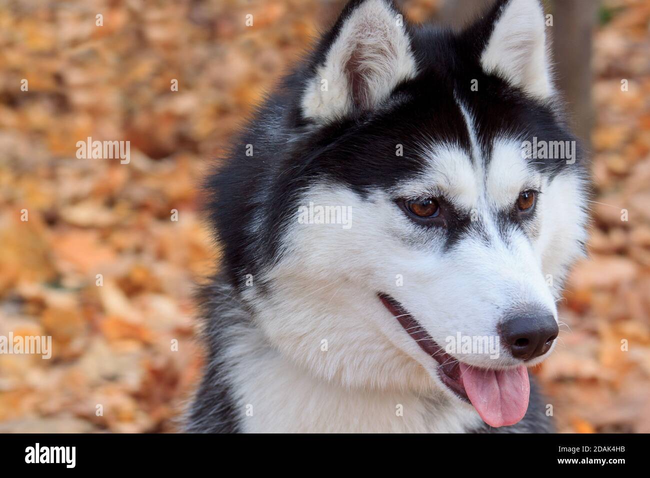 Young siberian husky close up. Pet animals Stock Photo - Alamy