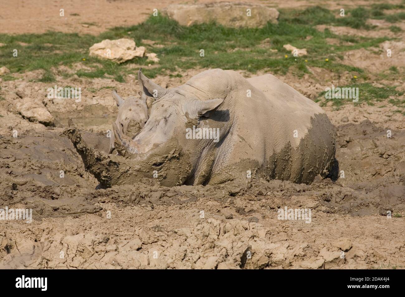 adult white rhino enjoying mud bath at Cotswold Wildlife park Stock ...