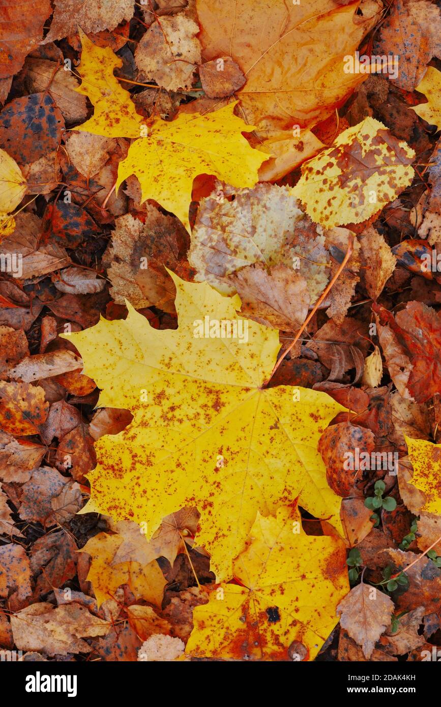 Dry golden maple oak leaves fade autumn background Stock Photo - Alamy
