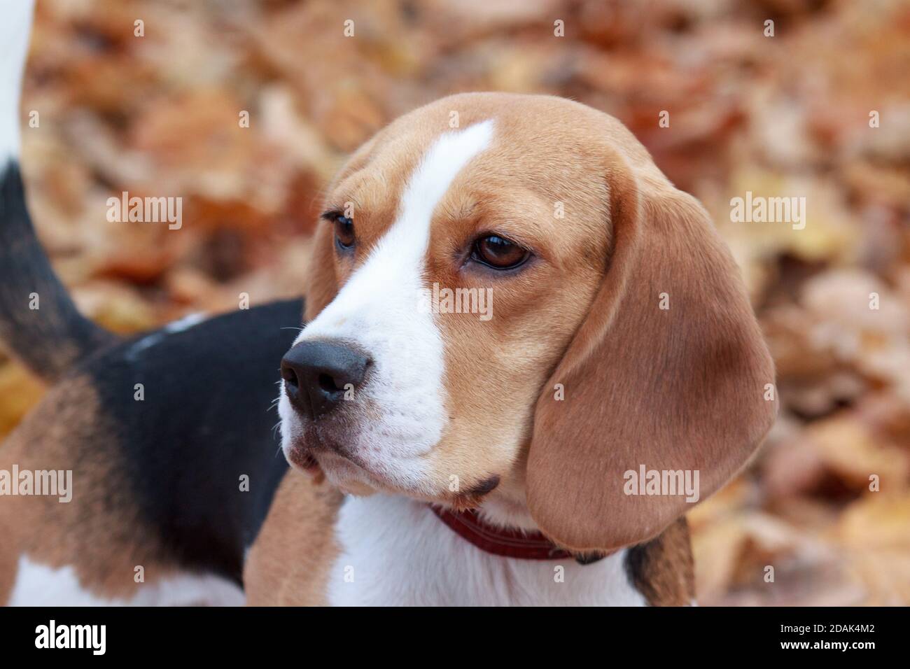 Cute young beagle close up. Pet animals Stock Photo - Alamy