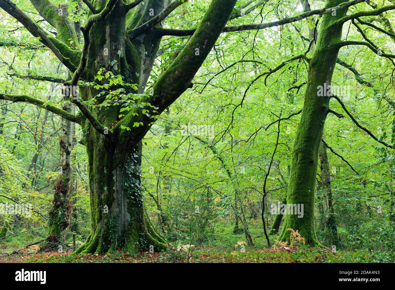Trees in the forest on the Cotentin Peninsula Normandy France Stock ...