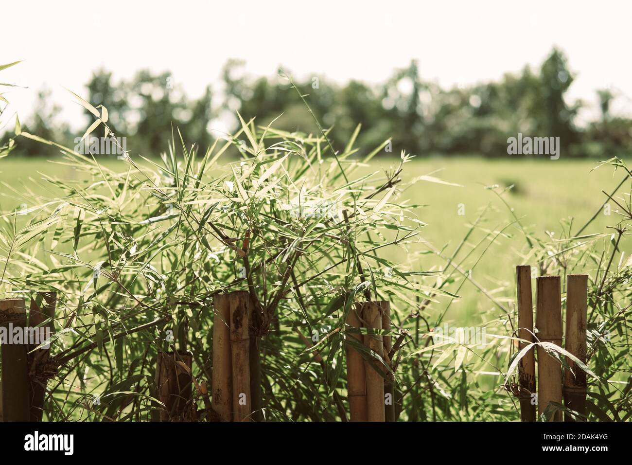 bamboo leaves plant tree fence at rice paddy field Stock Photo - Alamy