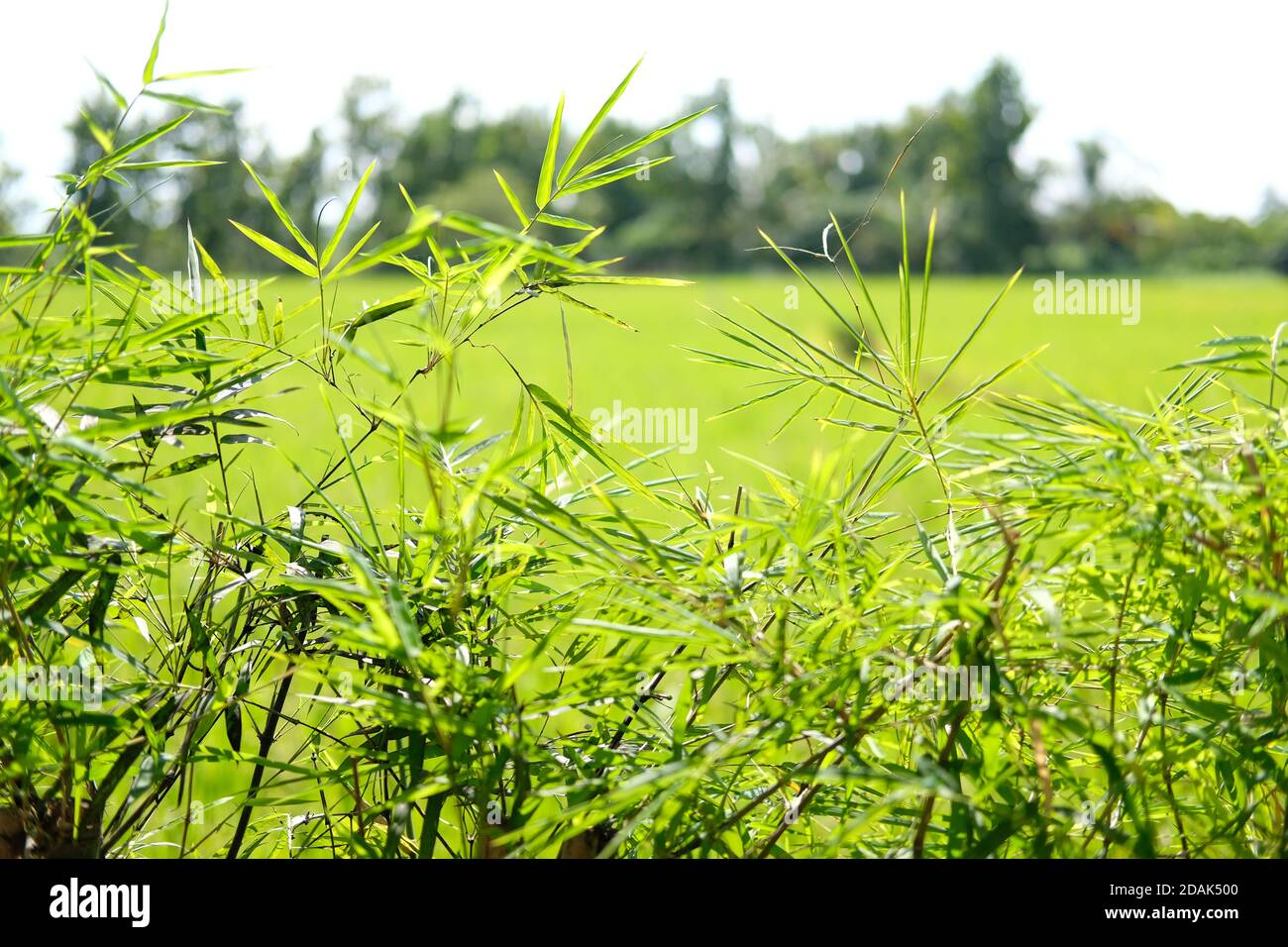 bamboo leaves plant tree fence at rice paddy field Stock Photo - Alamy