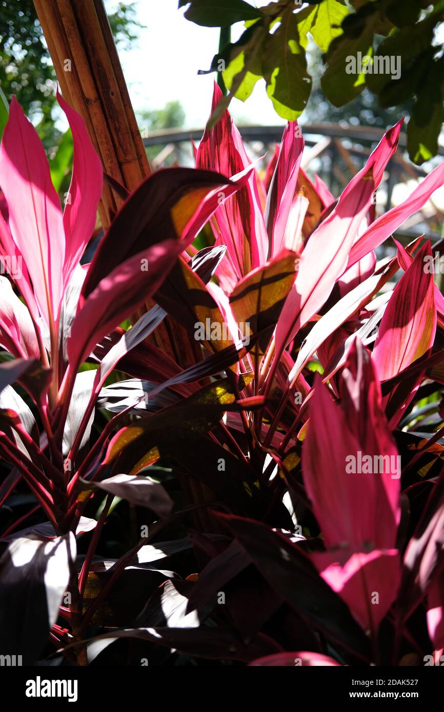 sunlight through red plant leaves in garden Stock Photo - Alamy