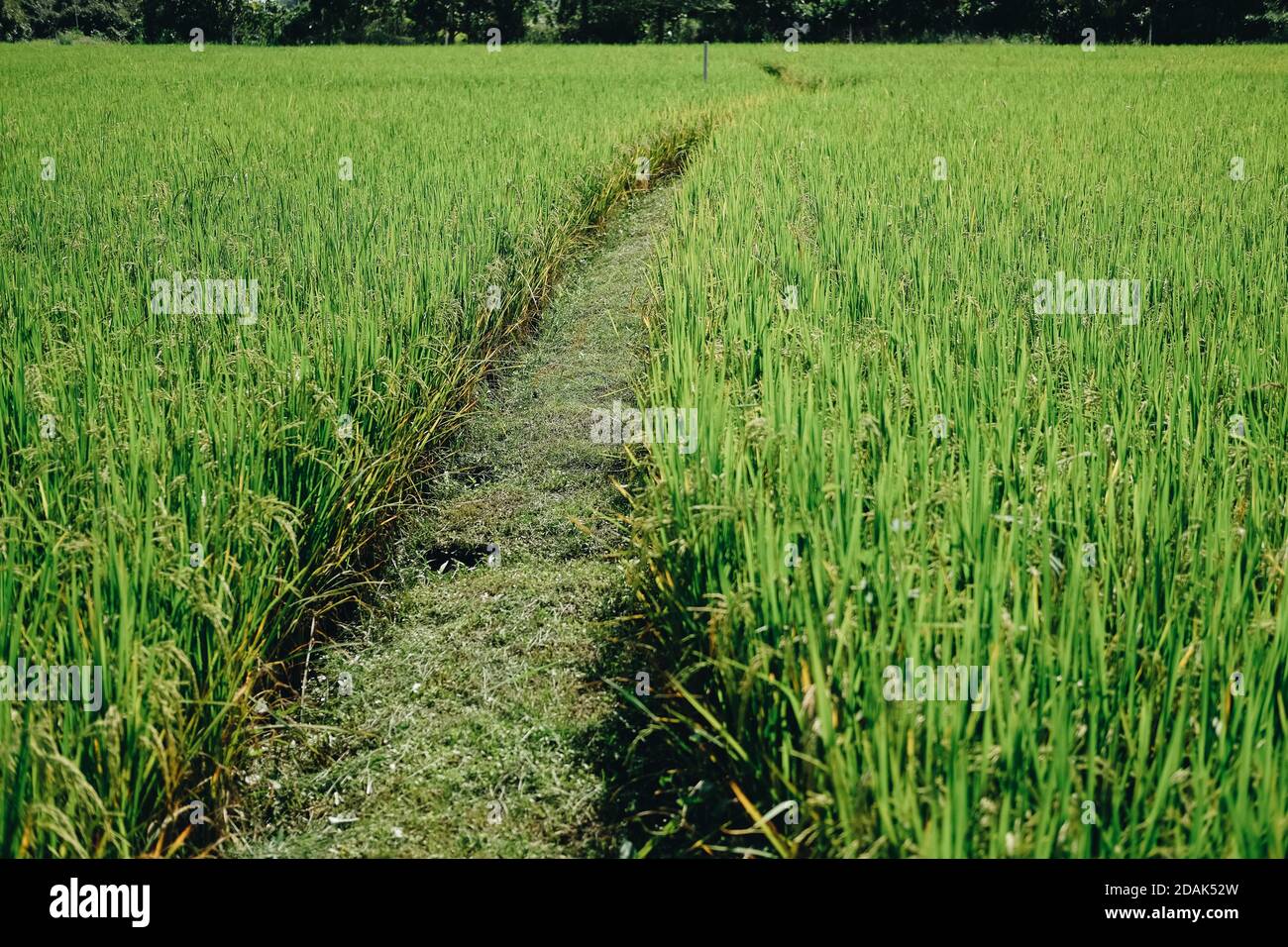 walkway in rice paddy field. countryside farm Stock Photo - Alamy