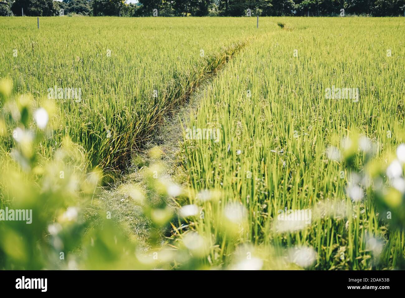 walkway in rice paddy field. countryside farm Stock Photo - Alamy