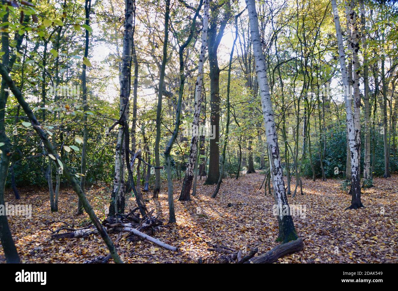 queens wood north london haringey england UK Stock Photo - Alamy