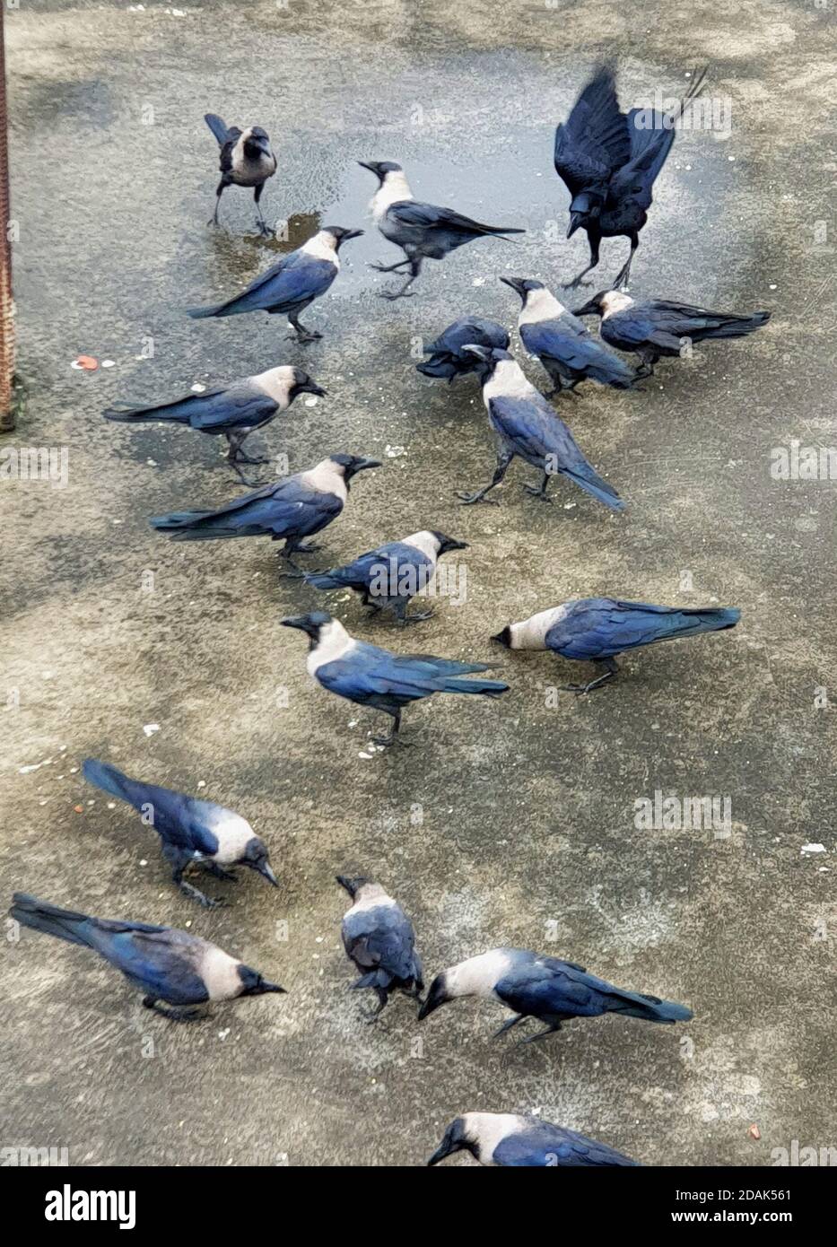 Kaag tihar hi-res stock photography and images - Alamy