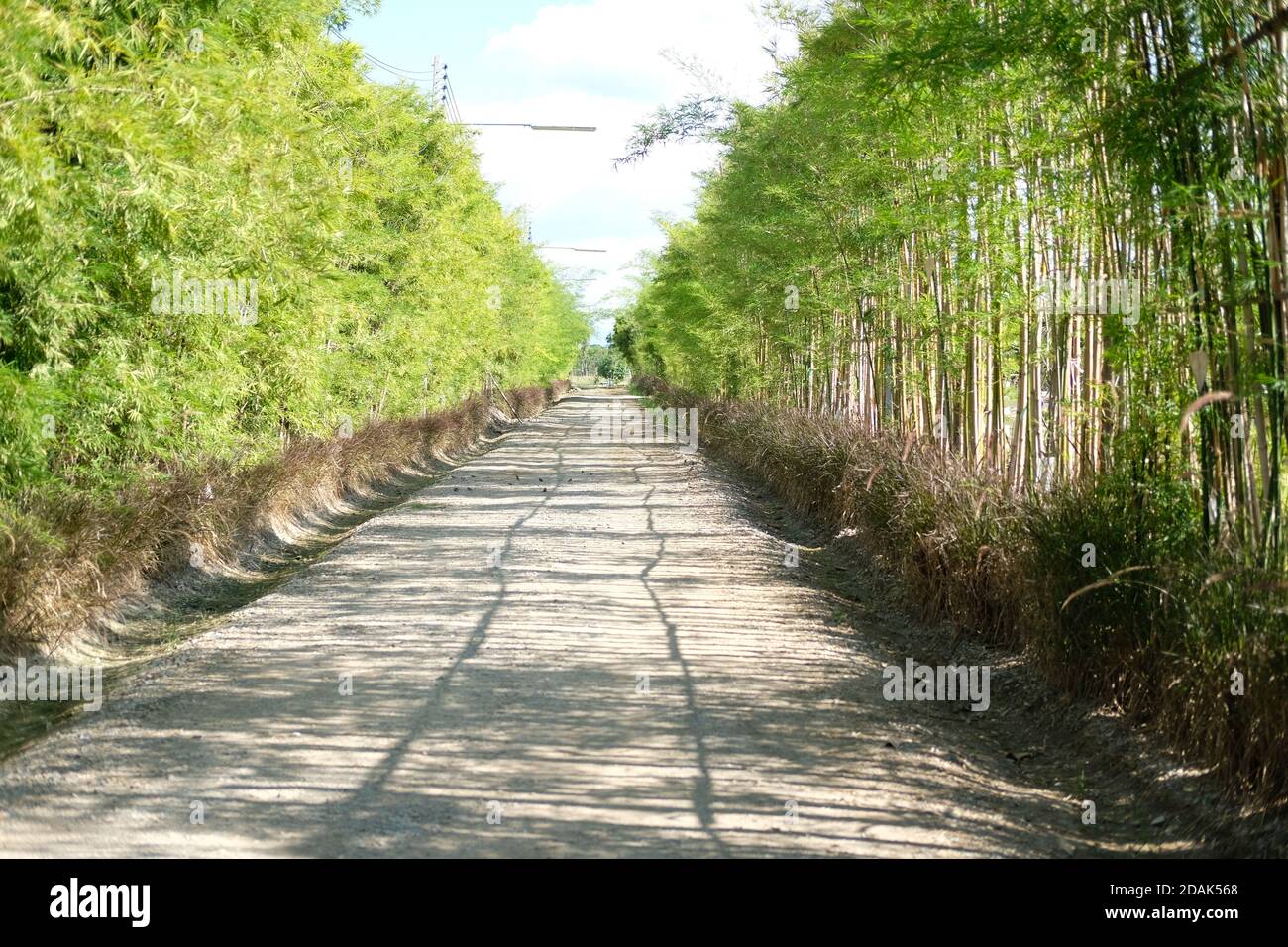 high bamboo tree growing both side of road Stock Photo - Alamy