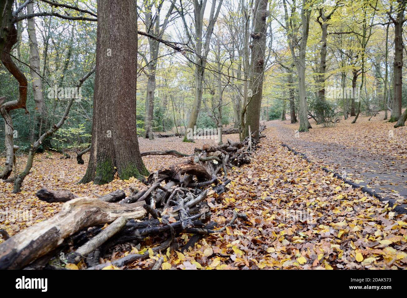 queens wood north london haringey england UK Stock Photo - Alamy
