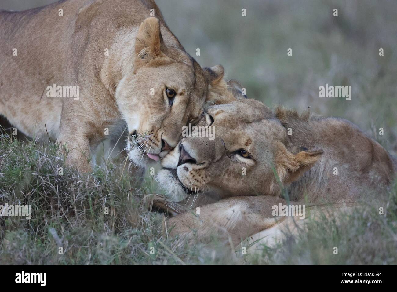 Gazelle And Lion High Resolution Stock Photography and Images - Alamy