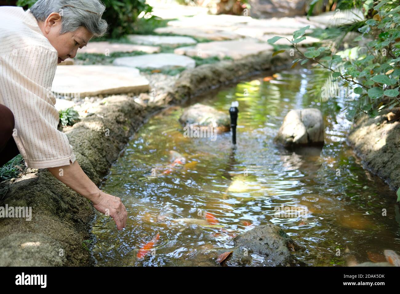 asian old asian elderly senior elder woman looking at koi fish in pond ...