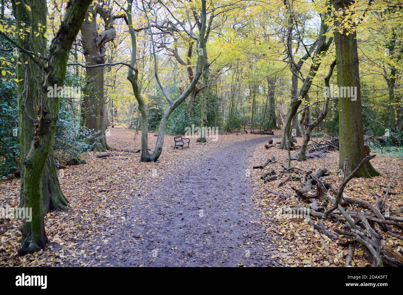 highgate wood north london haringey england UK Stock Photo - Alamy