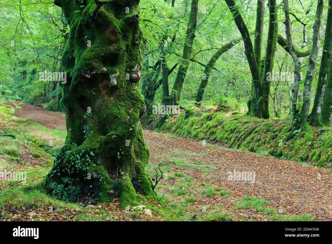 Buche Baum High Resolution Stock Photography and Images - Alamy