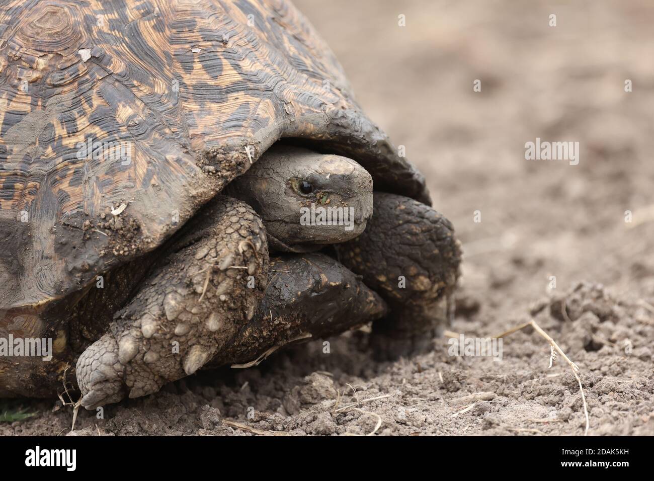Leopard tortoise kenya hi-res stock photography and images - Alamy
