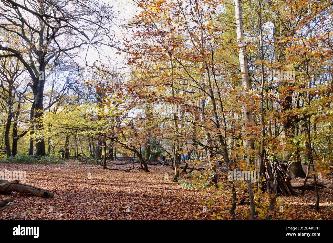 highgate wood north london haringey england UK Stock Photo - Alamy