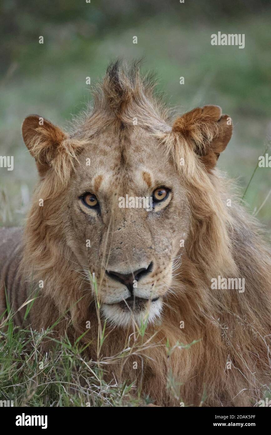 Lion mohawk hi-res stock photography and images - Alamy