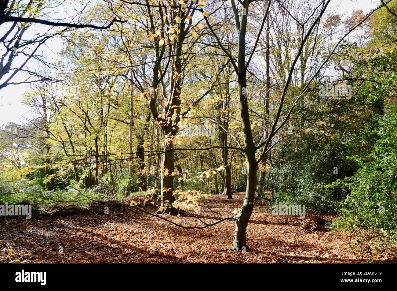 highgate wood north london haringey england UK Stock Photo - Alamy