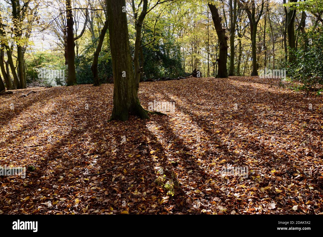 highgate wood north london haringey england UK Stock Photo - Alamy
