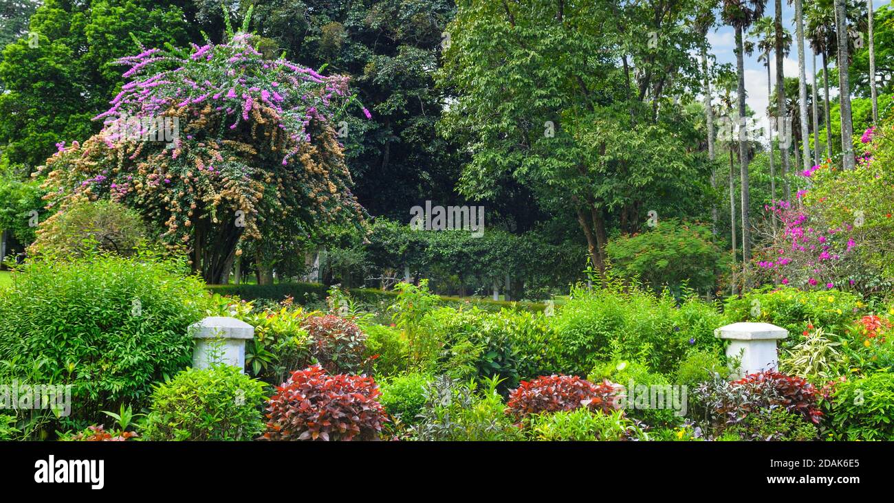 Magnificent tropical park with beautiful trees and flowers. Wide photo ...