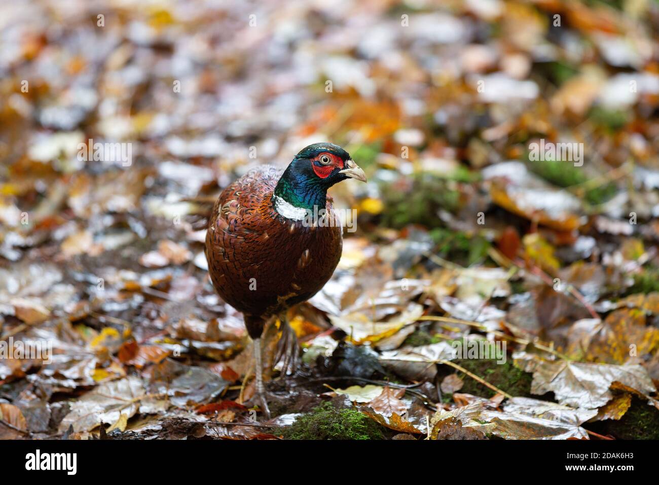 A common pheasant looking towards us, with gorgeous autumn leaves ...