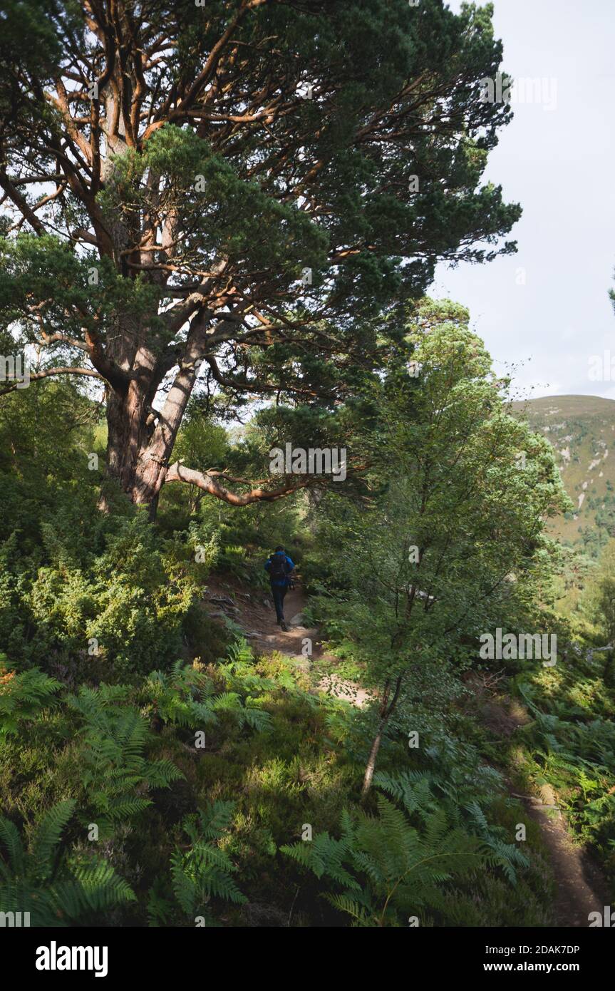 Hiker with backpack walks on a small trail through a lush tropical ...