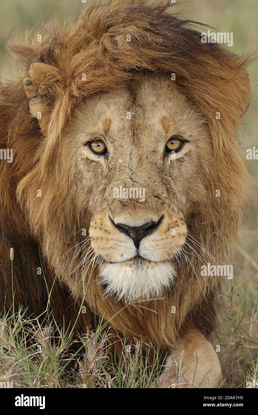 Lion Profile High Resolution Stock Photography and Images - Alamy