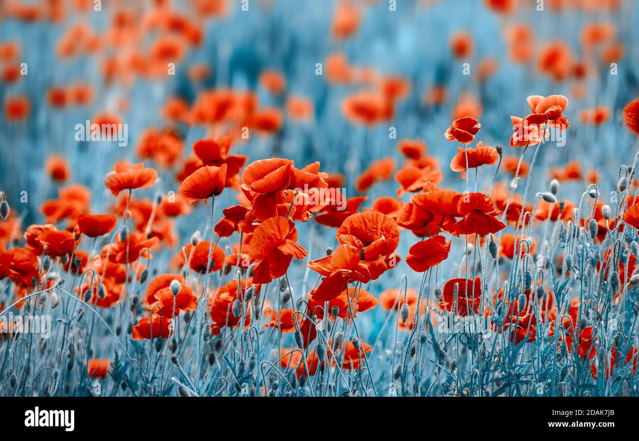 Field of poppies. Landscape with poppy. Nature background. Vintage ...