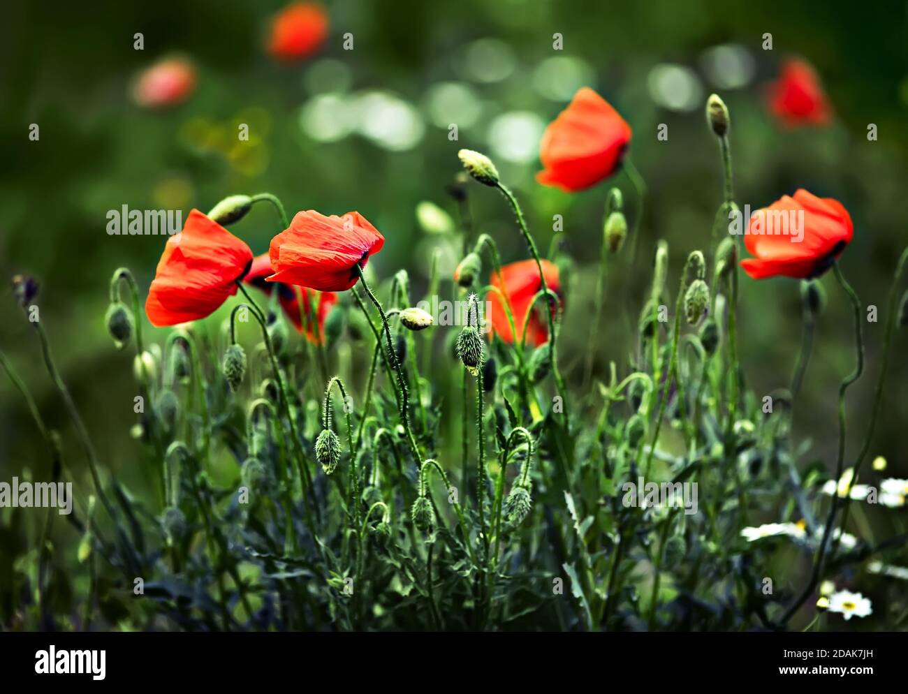 Poppy in green grass Stock Photo - Alamy