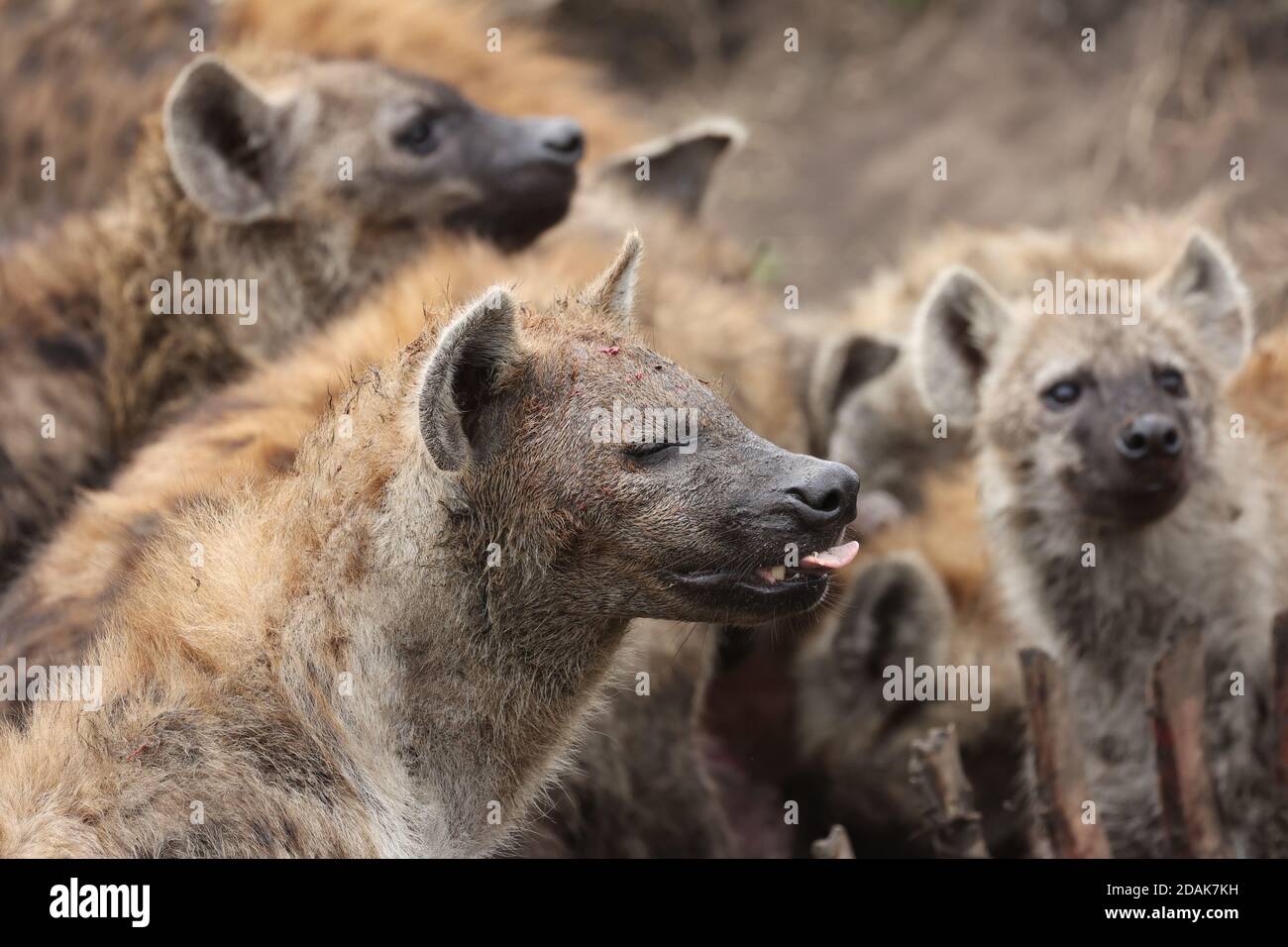 Hyena Eating High Resolution Stock Photography and Images - Alamy