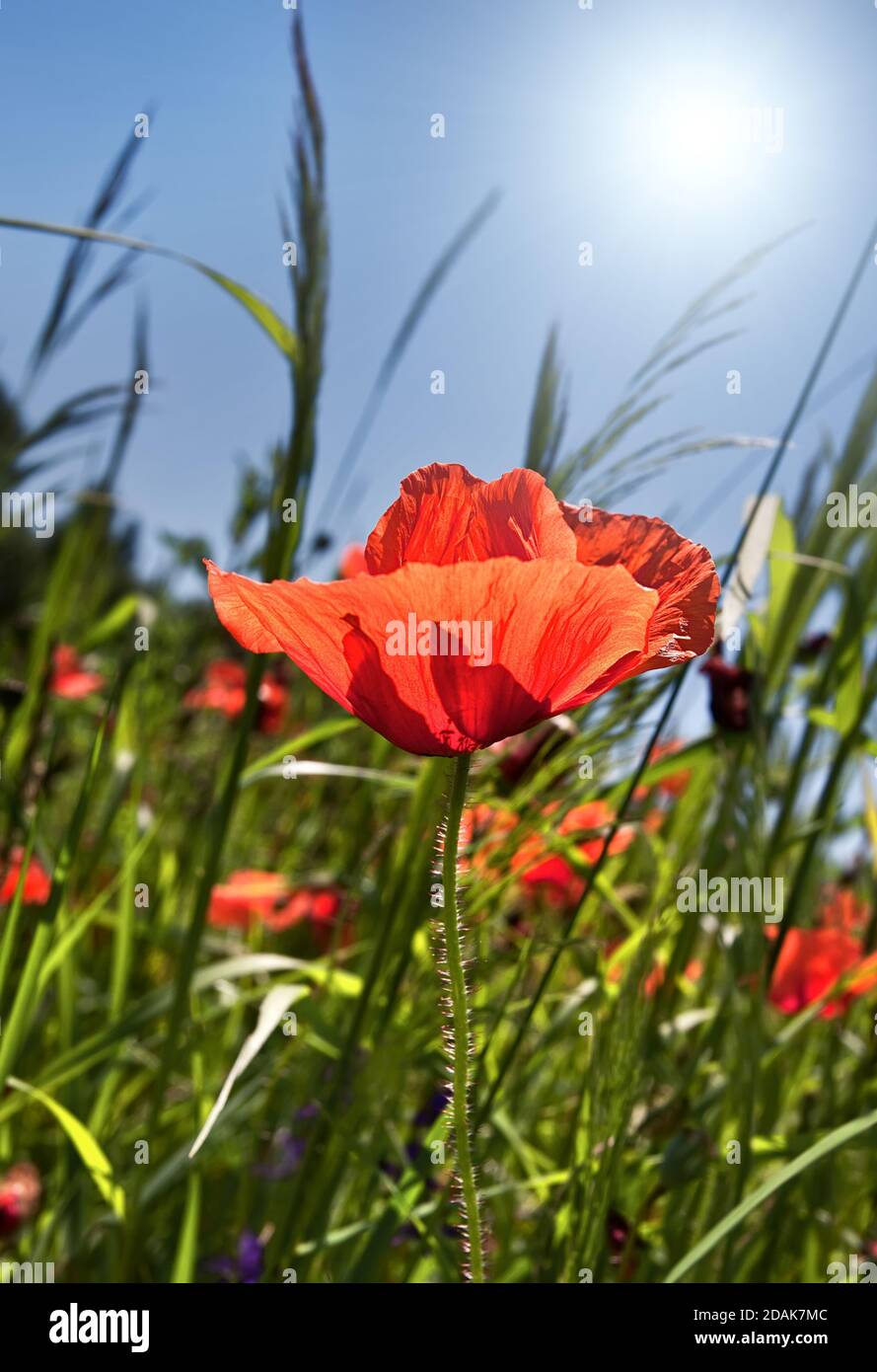 Poppy field background with sunlight Stock Photo - Alamy
