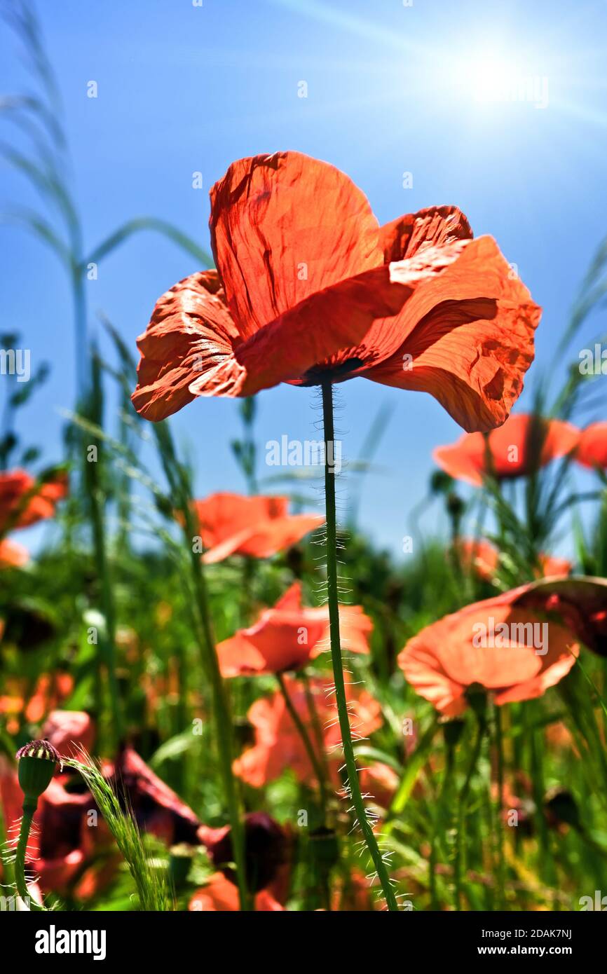 Poppy field background with sunlight Stock Photo - Alamy